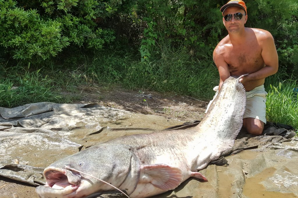 Wels Catfish Fishing | Ebro River Spain | Sportquest Holidays