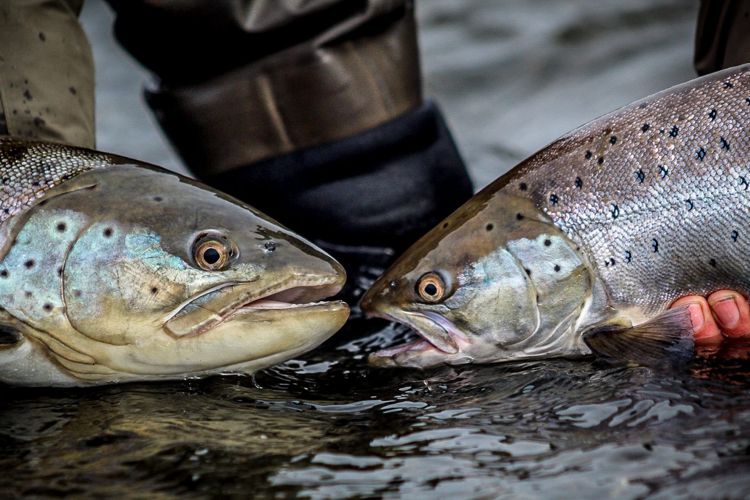 Hosted Howenh Lodge | Sea Trout | Sportquest Holidays Exclusive
