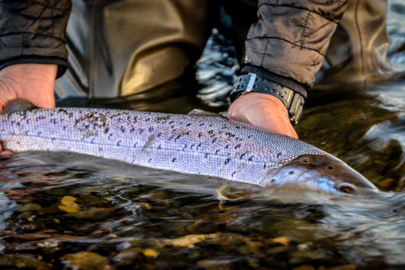 Howenh Lodge | Argentina Sea Trout Fishing | Sportquest Holidays