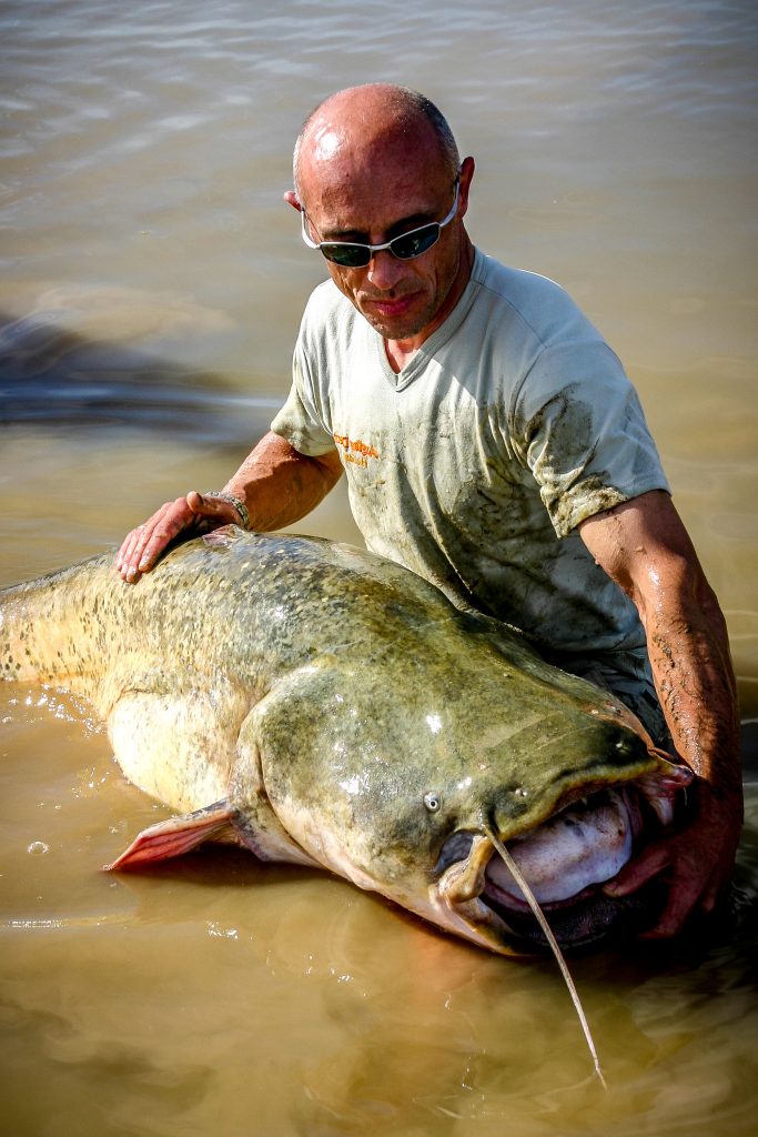 Wels Catfish Fishing | Ebro River Spain | Sportquest Holidays