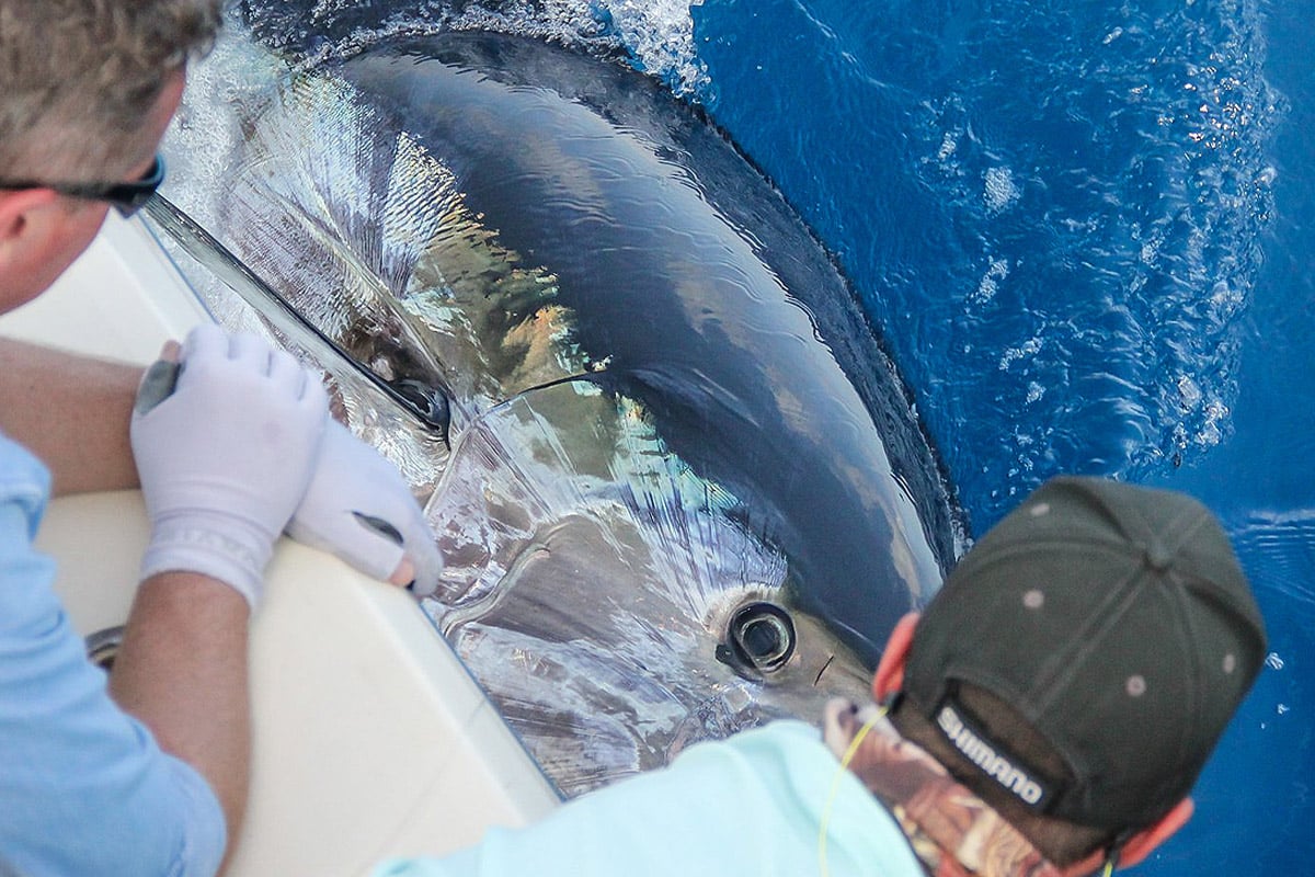 The Top Tuna Fishing Destinations In The World | Sportquest Holidays