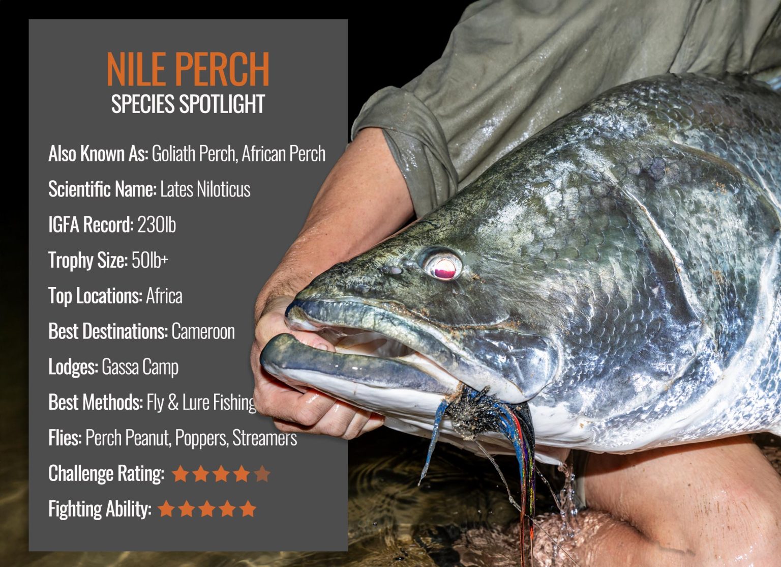 The Top Nile Perch Destinations in Africa | Sportquest Holidays