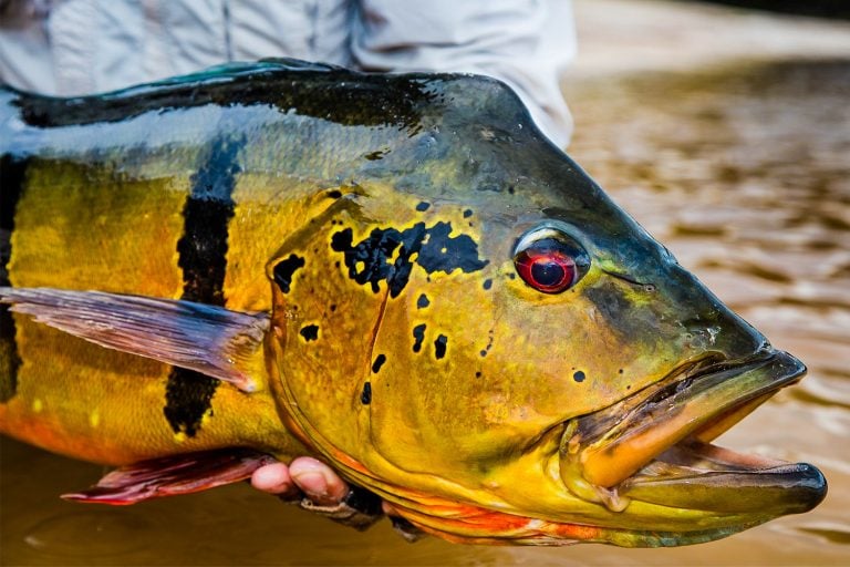 Nile Perch: Species Spotlight | Fishing Holidays | Sportquest Holidays
